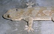 Gecko - New World Encyclopedia