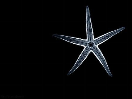 Starfish - New World Encyclopedia