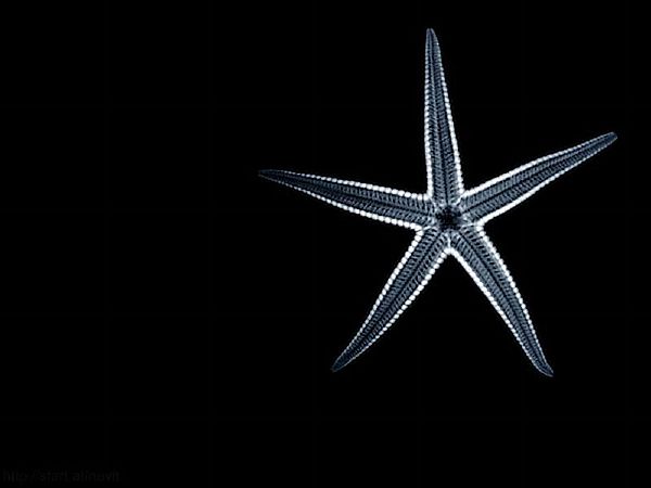 Starfish - New World Encyclopedia