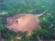 Black Sea - New World Encyclopedia