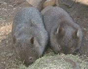 Wombat - New World Encyclopedia