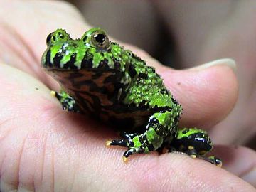 Toad - New World Encyclopedia