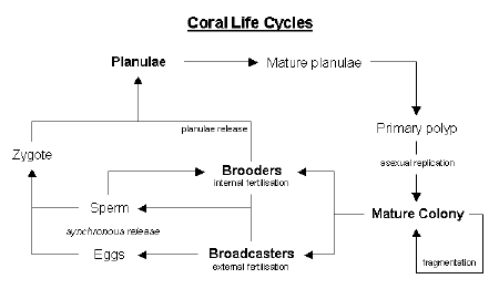 Coral - New World Encyclopedia