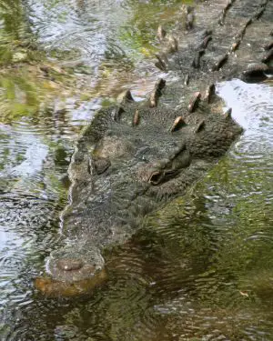 Crocodile - New World Encyclopedia