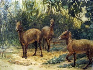Equidae - New World Encyclopedia
