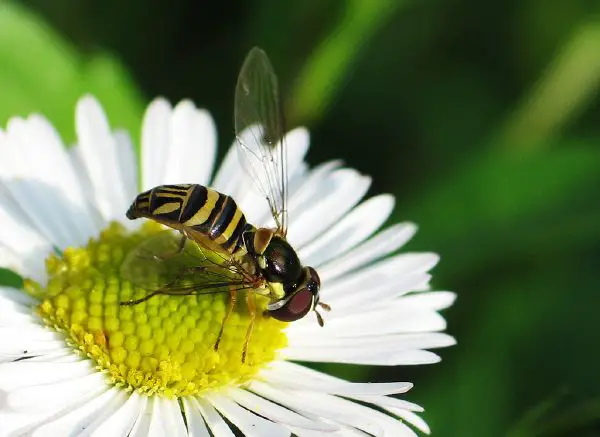 Pollination - New World Encyclopedia