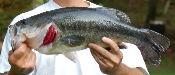 Bass (fish) - New World Encyclopedia