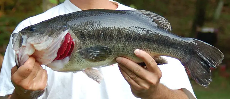 Bass (fish) - New World Encyclopedia