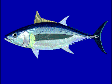 Albacore - New World Encyclopedia