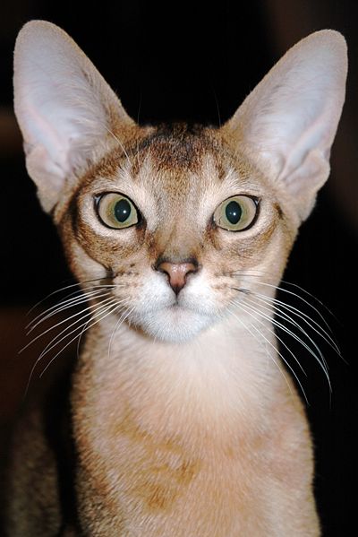 Abyssinian (cat) - New World Encyclopedia