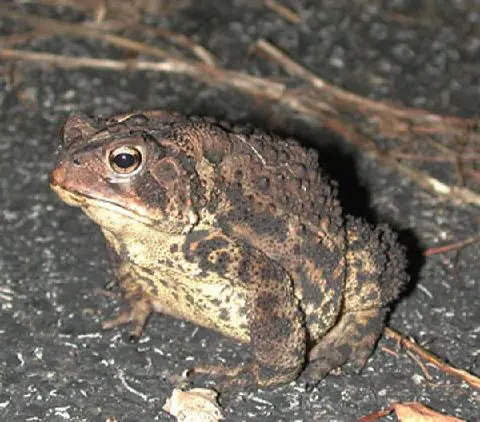 Toad - New World Encyclopedia