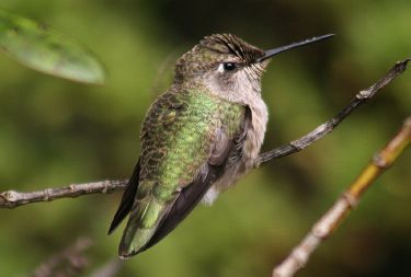 Hummingbird - New World Encyclopedia