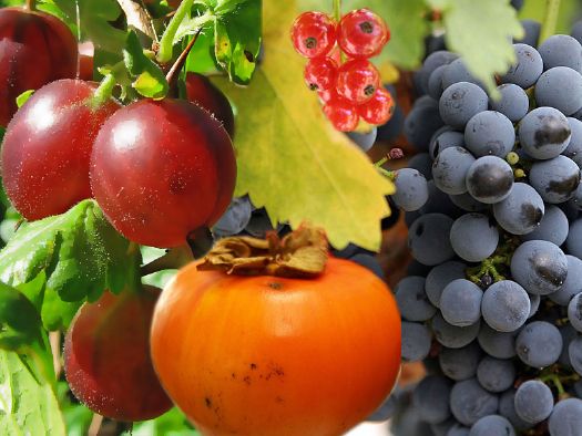 Berry - New World Encyclopedia