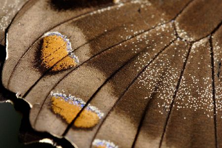 Wing - New World Encyclopedia