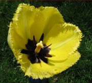 Tulip - New World Encyclopedia