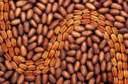 Pecan - New World Encyclopedia