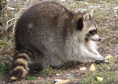 Procyonidae - New World Encyclopedia