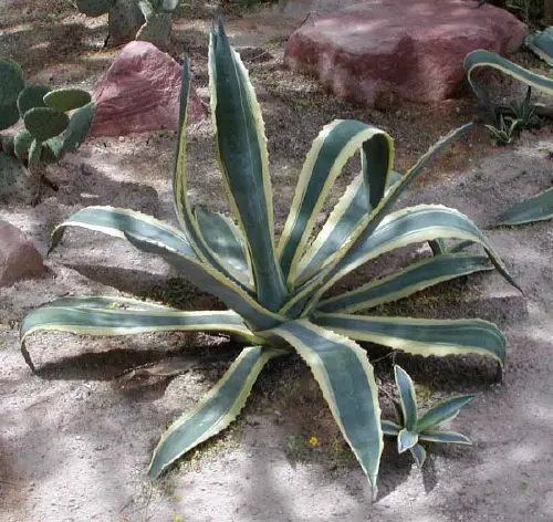 Agave - New World Encyclopedia