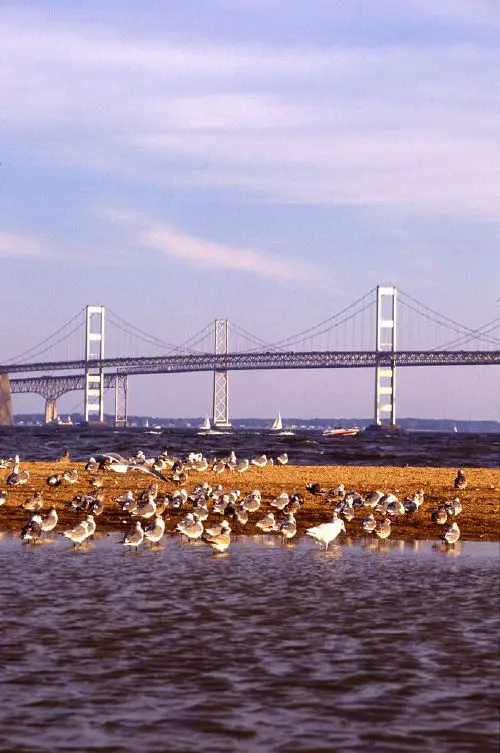 Chesapeake Bay - New World Encyclopedia