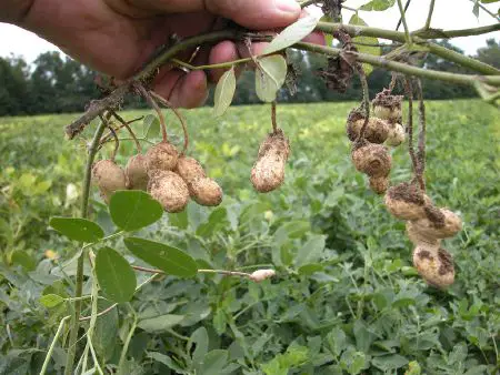Peanut - New World Encyclopedia