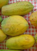 Papaya - New World Encyclopedia