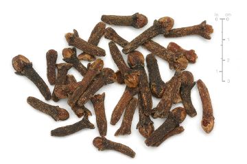 Clove - New World Encyclopedia