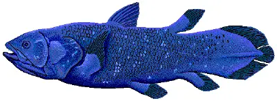 Coelacanth - New World Encyclopedia