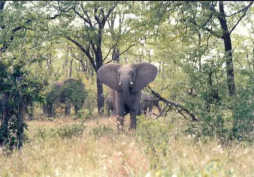 Elephant - New World Encyclopedia