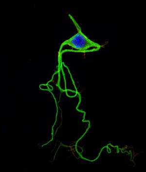 Neuroscience - New World Encyclopedia