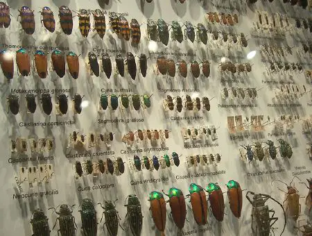 Entomology - New World Encyclopedia
