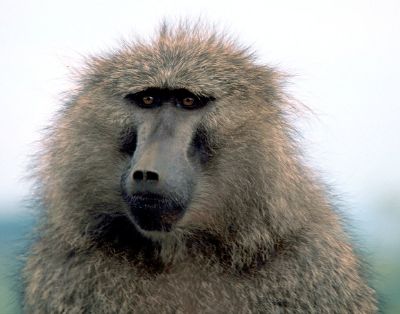 Baboon - New World Encyclopedia