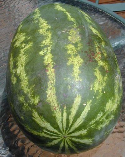 Watermelon - New World Encyclopedia