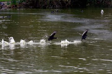 Coot - New World Encyclopedia