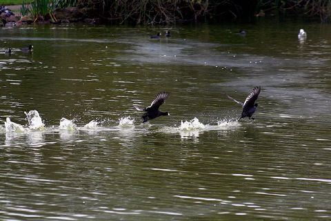 Coot - New World Encyclopedia