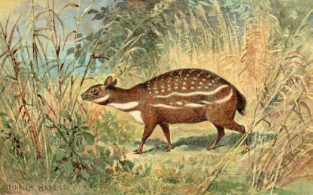 Chevrotain - New World Encyclopedia