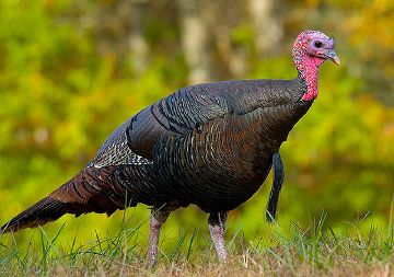 Turkey (bird) - New World Encyclopedia