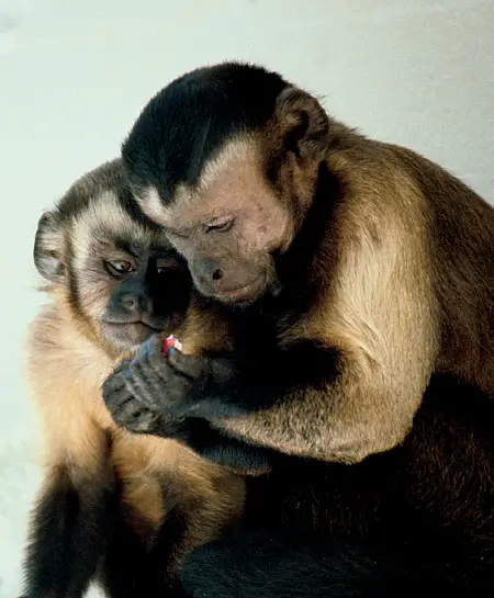 Capuchin monkey - New World Encyclopedia