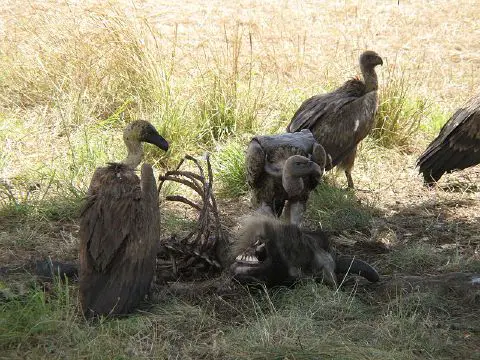 Vulture - New World Encyclopedia