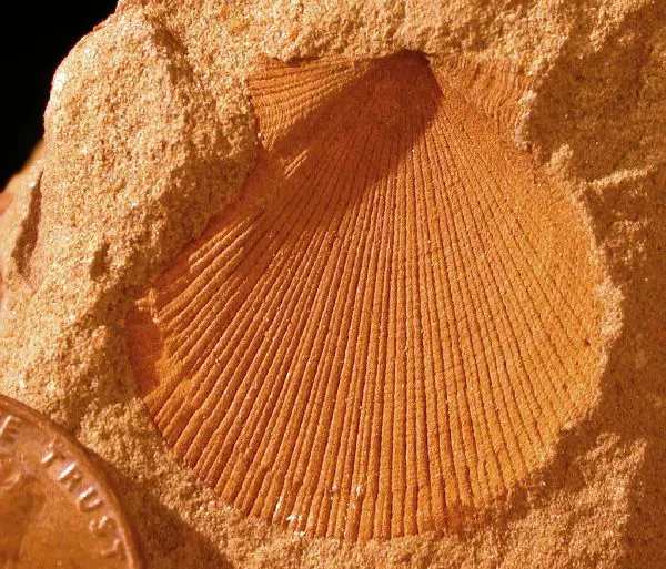 Scallop - New World Encyclopedia