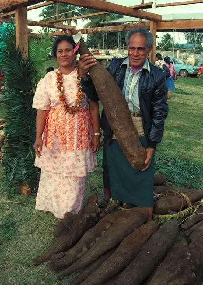 Yam - New World Encyclopedia