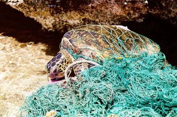 Fishing net - New World Encyclopedia