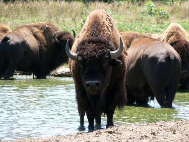 Bison - New World Encyclopedia