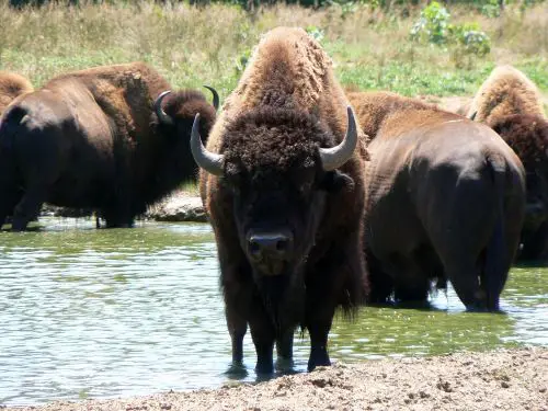 Bison - New World Encyclopedia