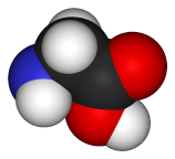 Glycine - New World Encyclopedia