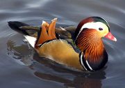 Duck - New World Encyclopedia