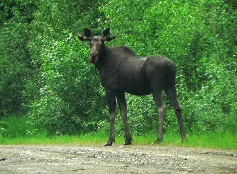 Moose - New World Encyclopedia