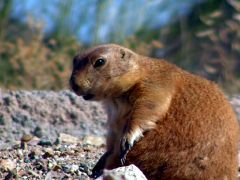 Prairie dog - New World Encyclopedia