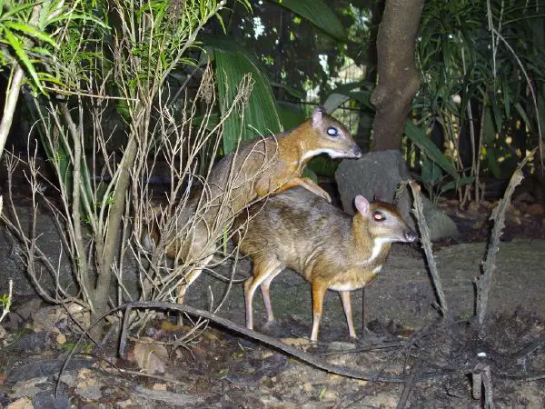 Chevrotain - New World Encyclopedia