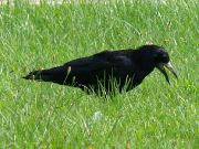 Rook (bird) - New World Encyclopedia