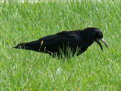 Rook (bird) - New World Encyclopedia